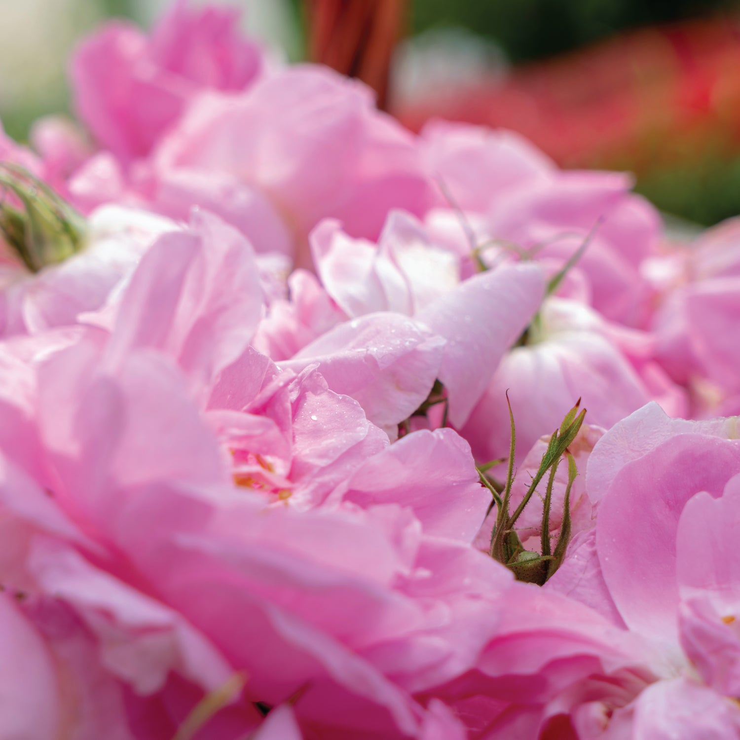 Crystal Rose Lifting Serum | Ariadne Athens